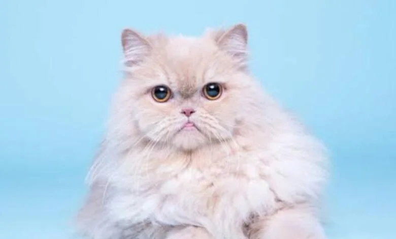 Kucing Angora Berbagai Jenis Kucing Imut Dan Lucu Untuk Jadi Hewan