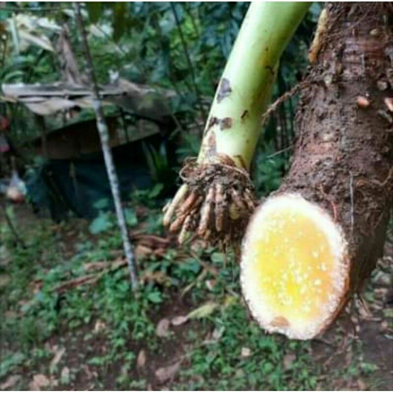 Talas Beneng, Umbi Khas Pandeglang yang Diolah Menjadi Panganan Bergizi ...