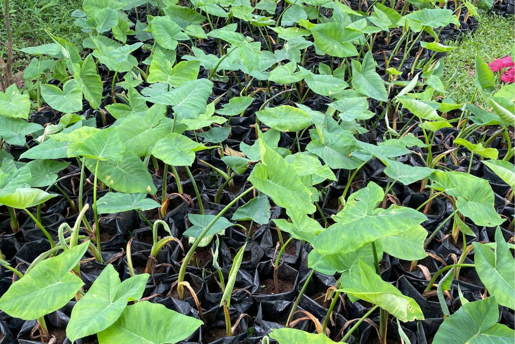 Peluang dan Realita: Peran Talas Beneng dalam Ketahanan Pangan ...